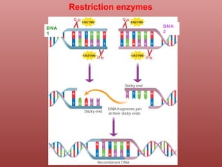 Genetic-engineering | PPT