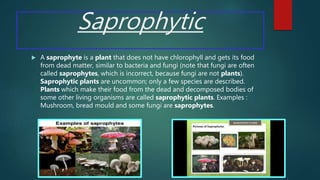 plants ppt | PPTX