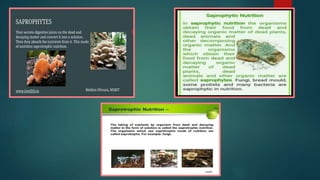plants ppt | PPTX