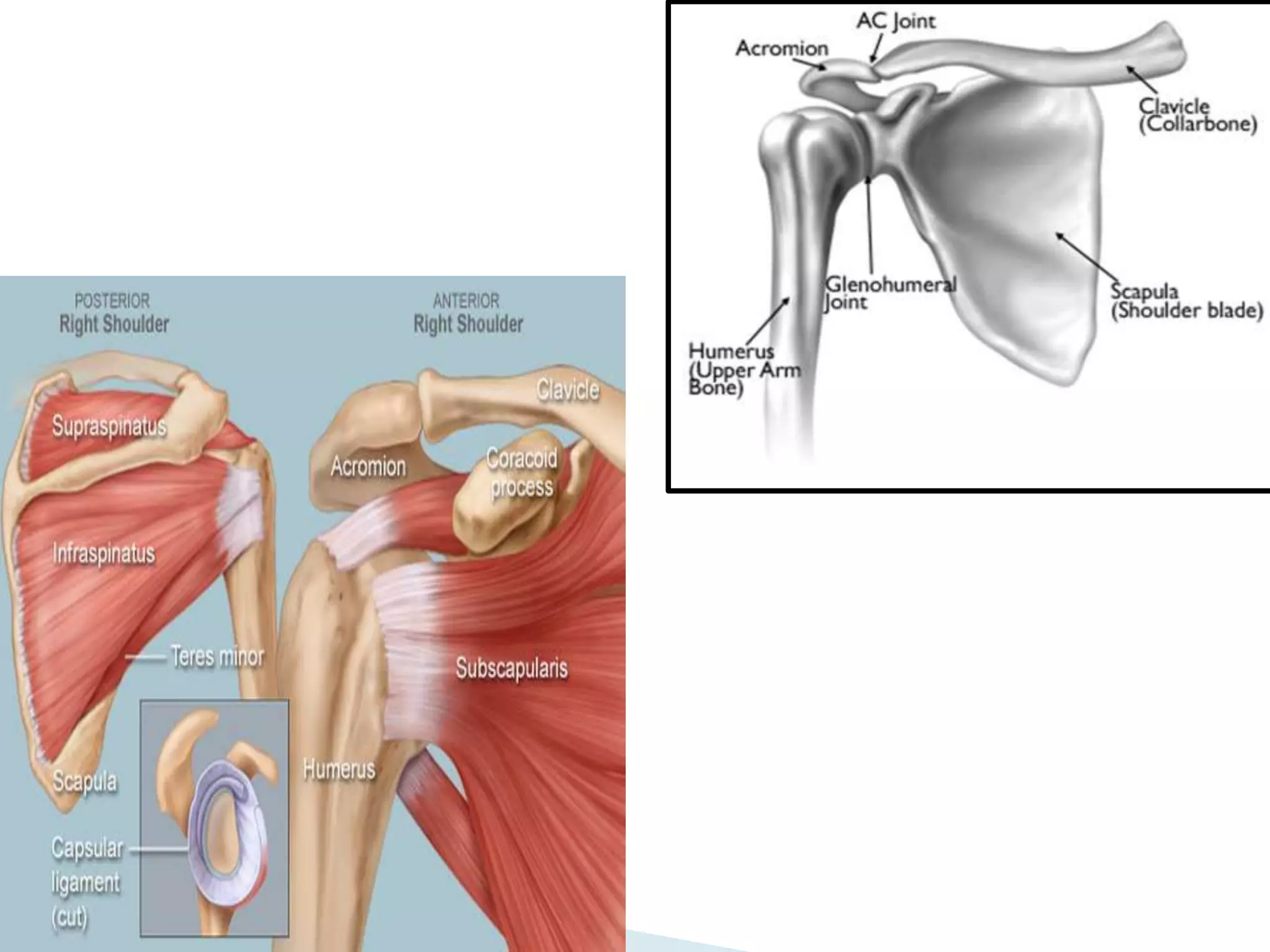 shoulder dislocation orthopedics + glenohumeral dislocation and ...