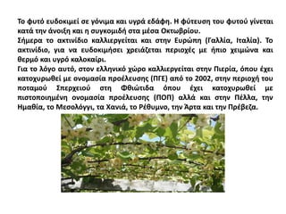 Aktinidio | PPT