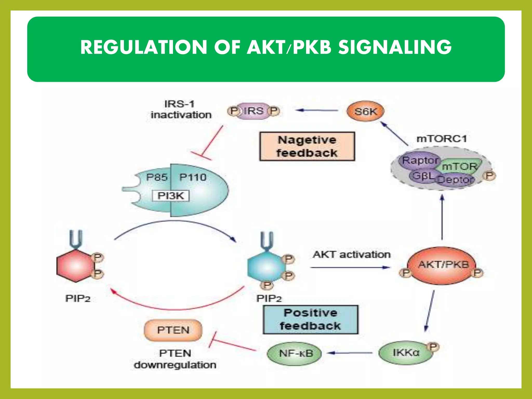 AKT/PKB SIGNALING PATHWAY | PPTX