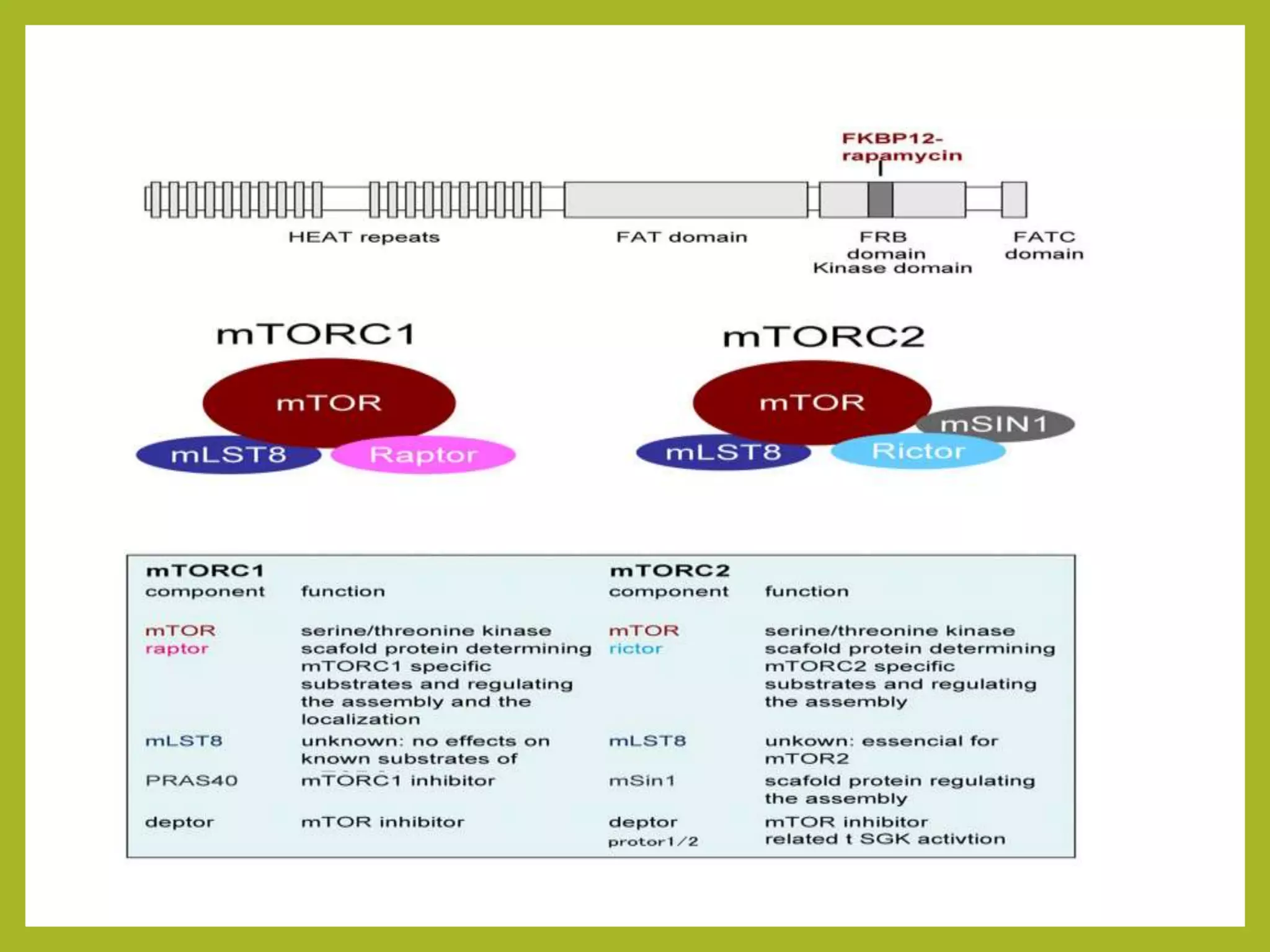 AKT/PKB SIGNALING PATHWAY | PPTX