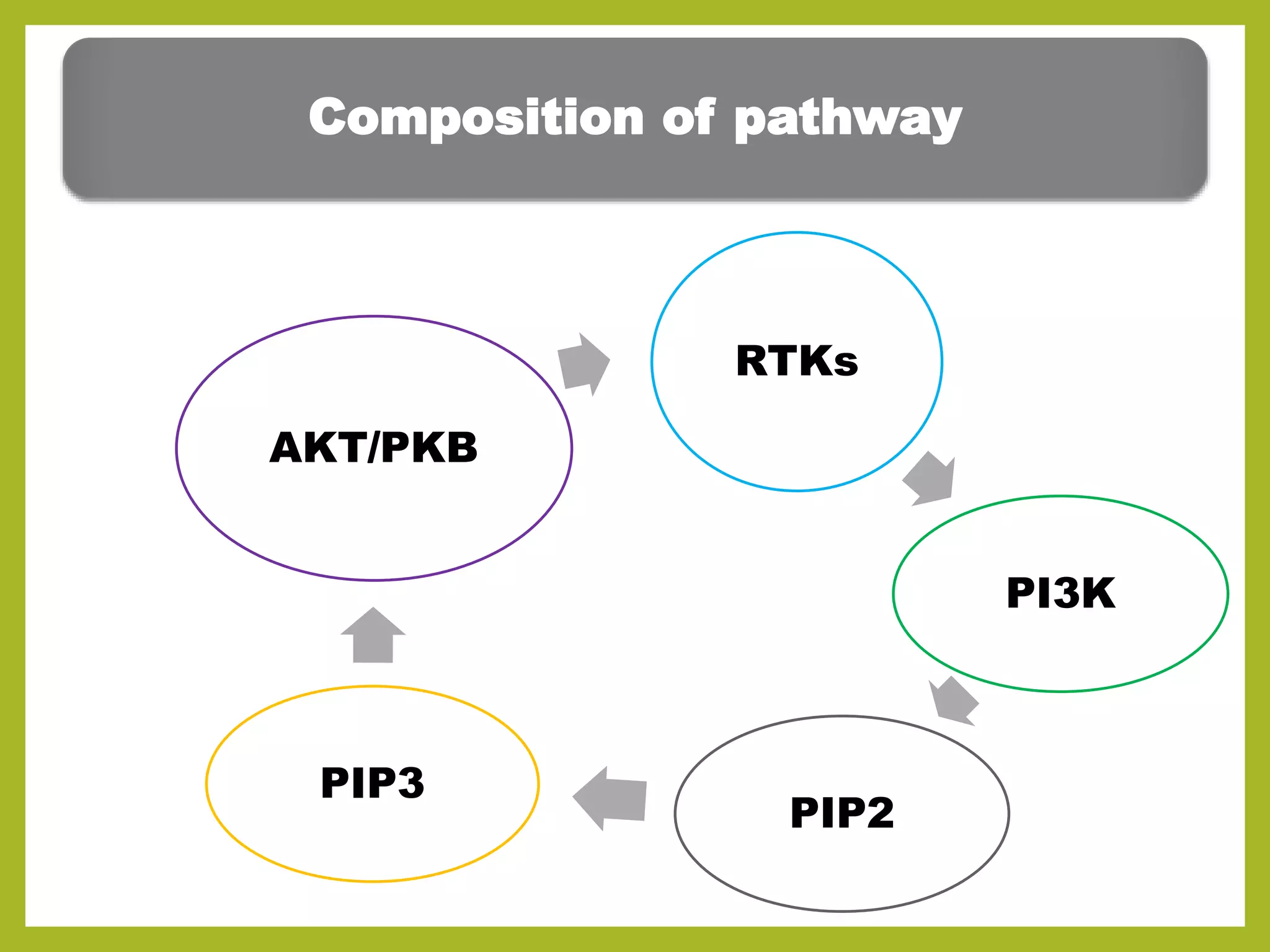 AKT/PKB SIGNALING PATHWAY | PPTX