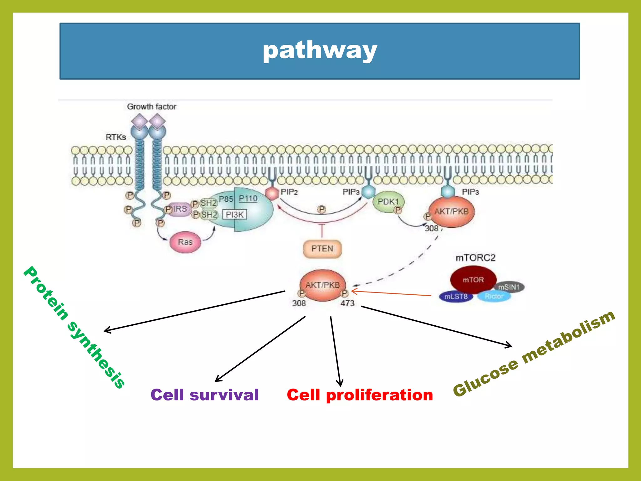 AKT/PKB SIGNALING PATHWAY | PPTX
