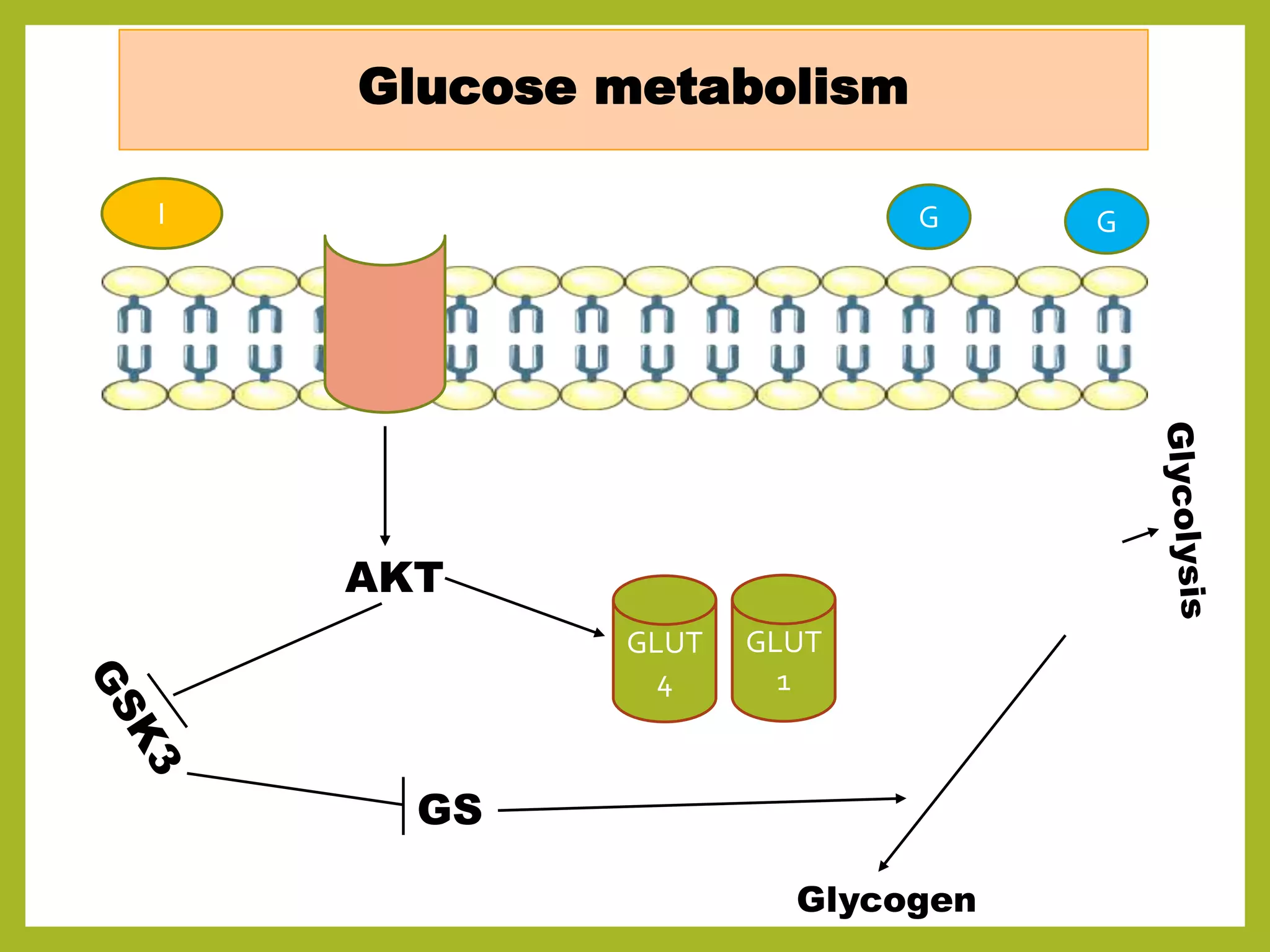 AKT/PKB SIGNALING PATHWAY | PPTX