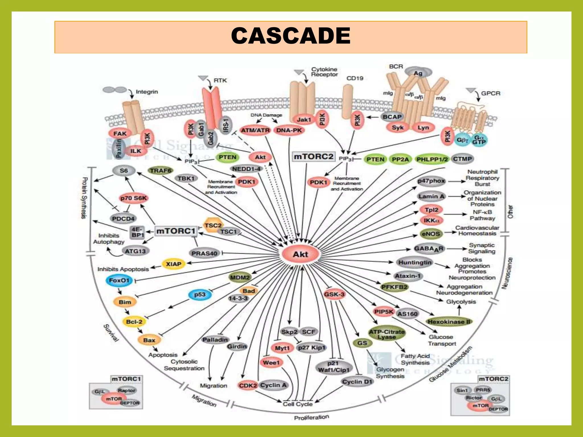 AKT/PKB SIGNALING PATHWAY | PPTX