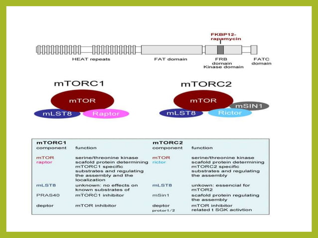 AKT/PKB SIGNALING PATHWAY | PPTX | Endocrine and Metabolic Diseases | Diseases and Conditions