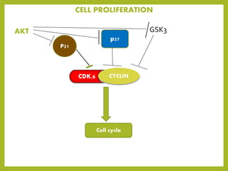 AKT/PKB SIGNALING PATHWAY | PPTX