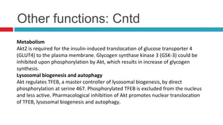 Akt protein kinase b | PPTX