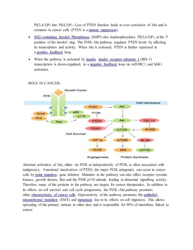 Akt/ Protein kinase B | PDF