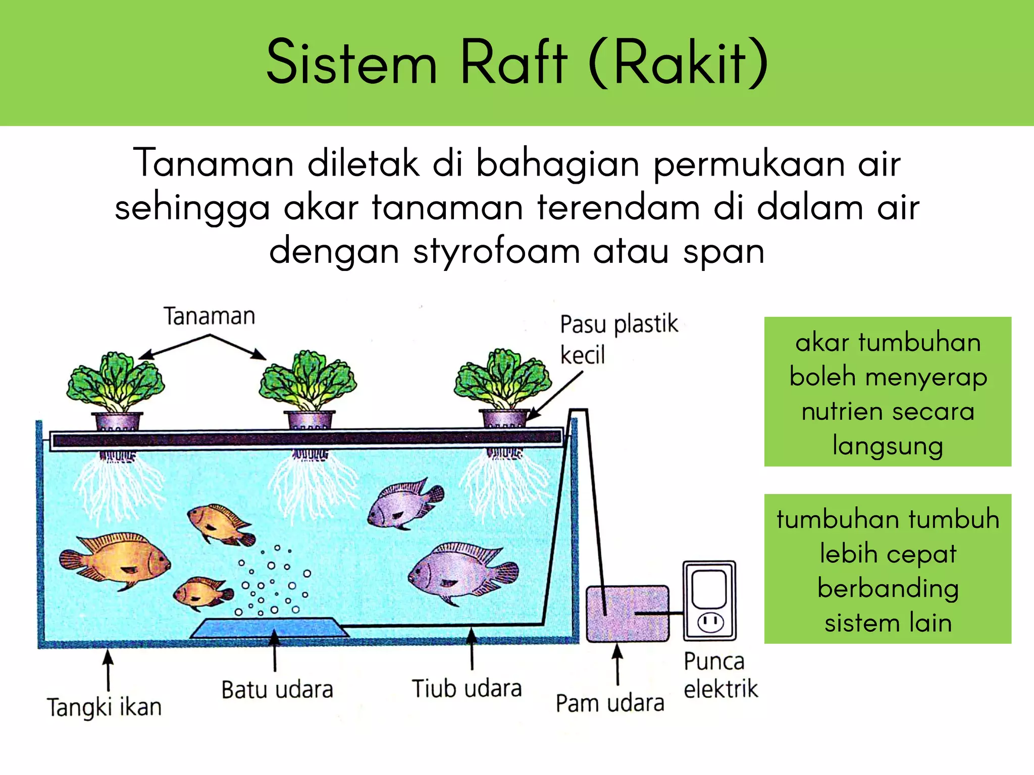 Reka Bentuk Akuaponik | PDF