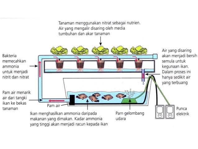Reka Bentuk Akuaponik | PDF