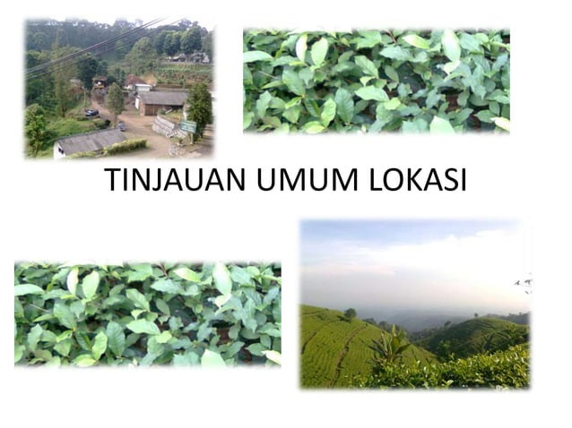 PTPN IX kebun Jolotigo, Pekalongan, Indonesia | PPTX