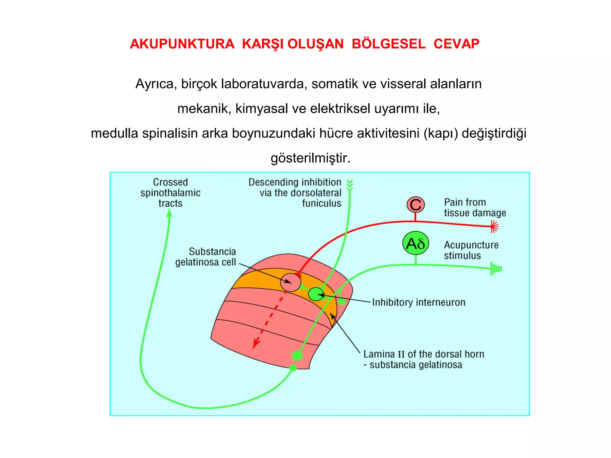 Akupunktur Sunum Ppt