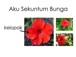 Aku sekuntum bunga_raya | PPT
