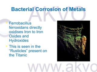 Akvo - basic microbiology & bacterial metal corrosion | PPT