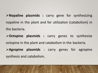 agrobacterium | PPTX | Biotech and Biomedical Industry | Industries