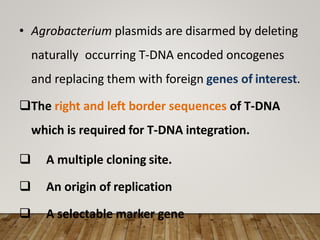 agrobacterium | PPTX | Biotech and Biomedical Industry | Industries