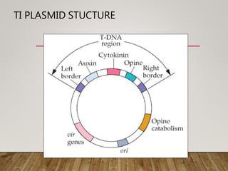 agrobacterium | PPTX | Biotech and Biomedical Industry | Industries