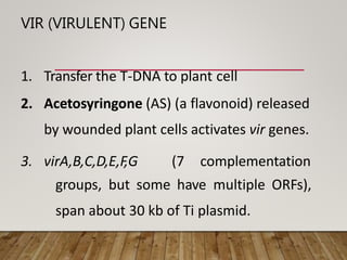agrobacterium | PPTX | Biotech and Biomedical Industry | Industries