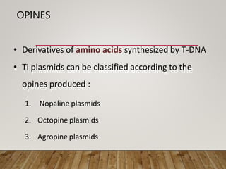 agrobacterium | PPTX | Biotech and Biomedical Industry | Industries
