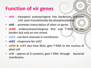 ti plasmid | PPTX