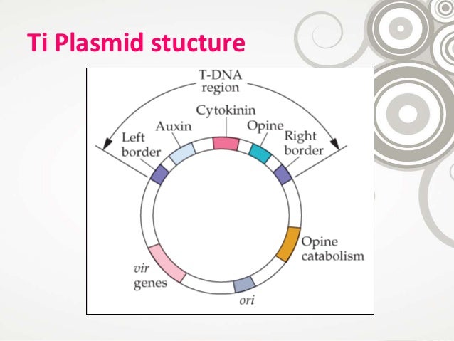 ti plasmid