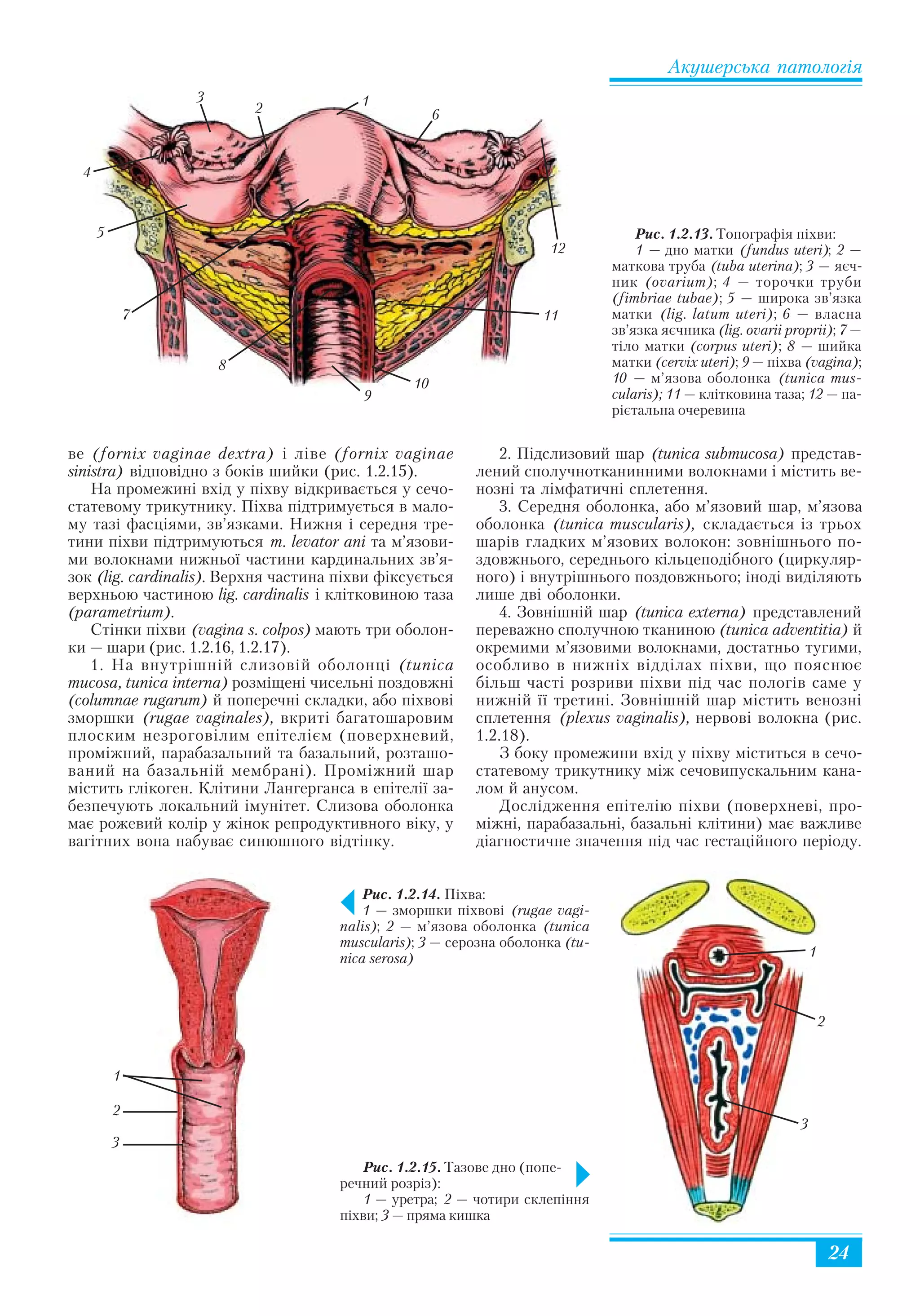 Akywerckaya patologiya | PDF