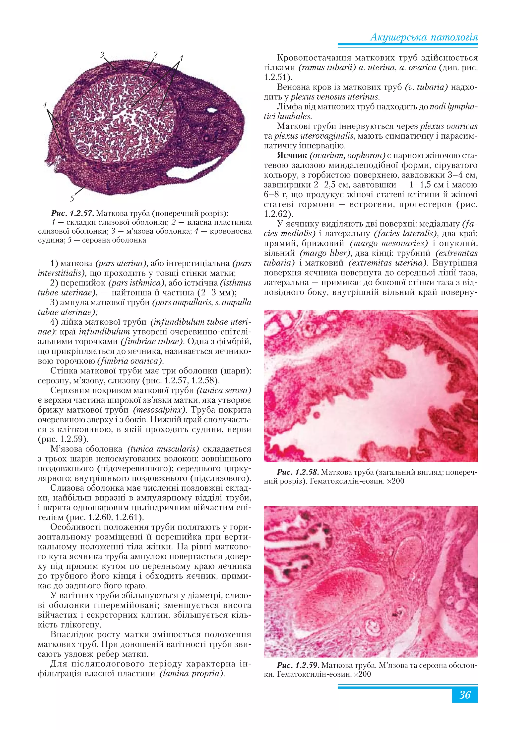 Akywerckaya patologiya | PDF