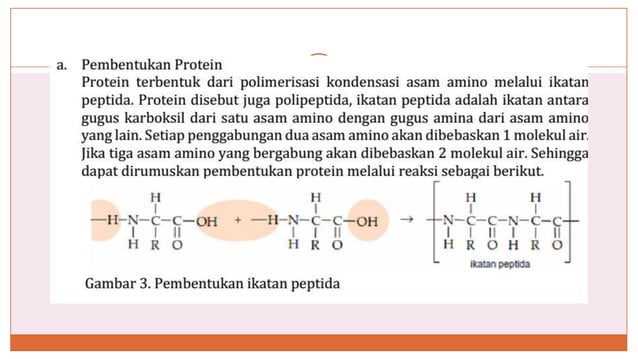 Al-As'Adiyah Balikeran 3.11. Makromolekul - Karbohidrat, Protein, Lemak ...