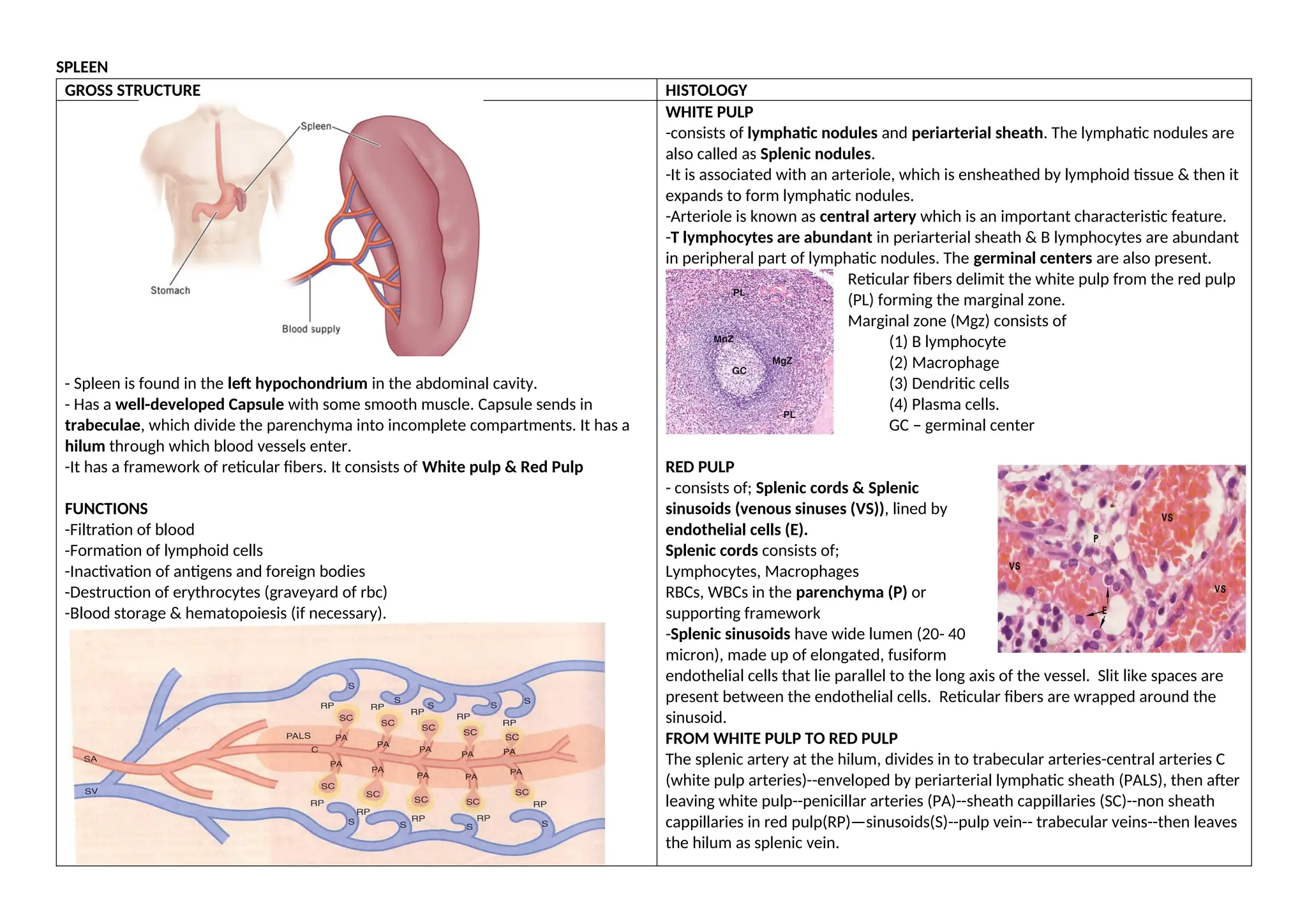 LYMPHATICS HISTOLOGY, LYMPHATICS HISTOLOGY | DOCX | Ear, Nose and ...