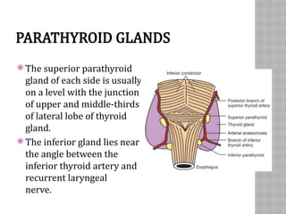 A,L5 Parathyroid and suprarenal glands .pptx