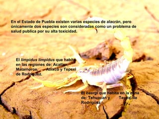 Alacran | PPT