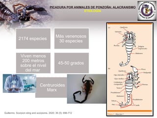 ALACRANISMOtratamiento, fisiopatologia, epidemiologia e incidencia | PPTX