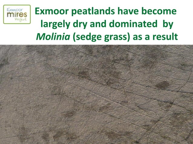 Peatland Rewetting in the South West | PPT