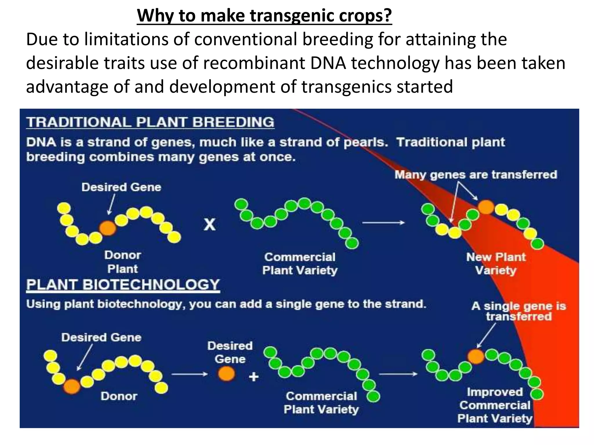 GM CROPS (GENETICALLY MODIFIED CROPS) | PPTX