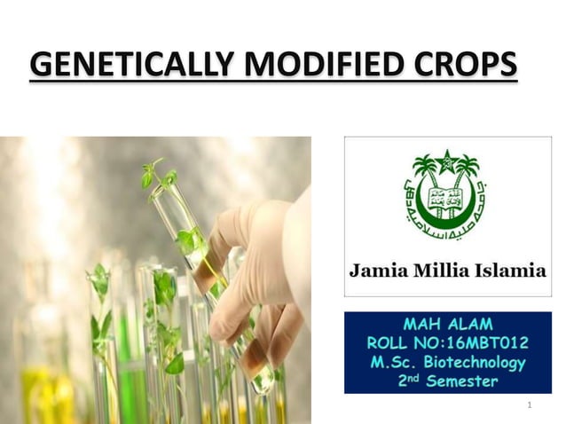 GM CROPS (GENETICALLY MODIFIED CROPS) | PPTX