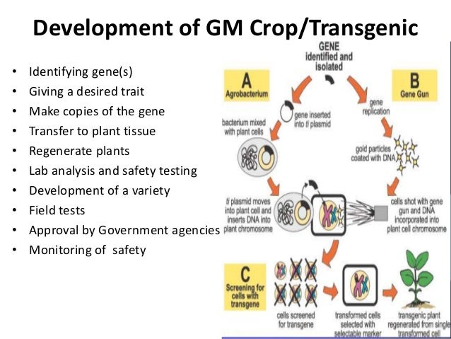 Genetically Modified Crops Diagram