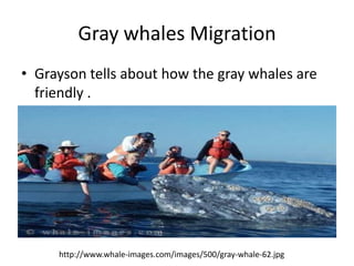 Alammar practice pp | PPTX