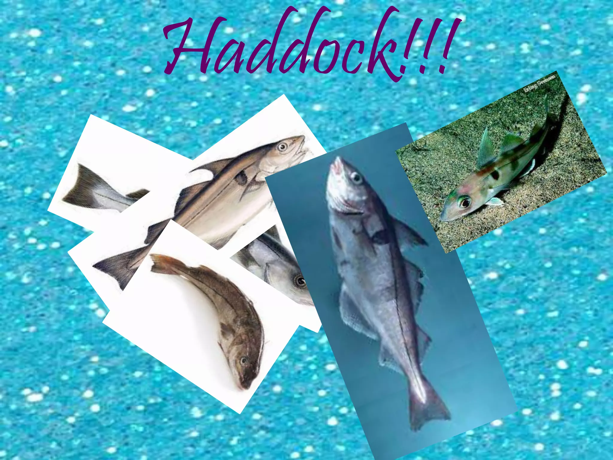 Something Fishy- Alannah and megan | PPTX