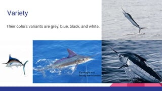 Atlantic Blue Marlin | PPTX