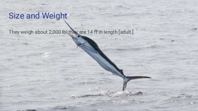 Atlantic Blue Marlin