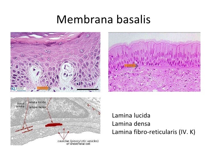 Alapszövetek áttekintés