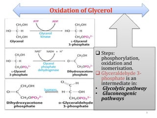 Lipid Metabolism_In_Biochemistry | PPTX