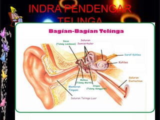 ALAT-ALAT INDRA MANUSIA.pptx