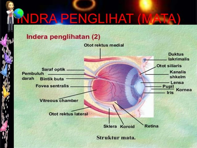 ALAT-ALAT INDRA MANUSIA.pptx