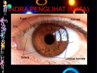 ALAT-ALAT INDRA MANUSIA.pptx