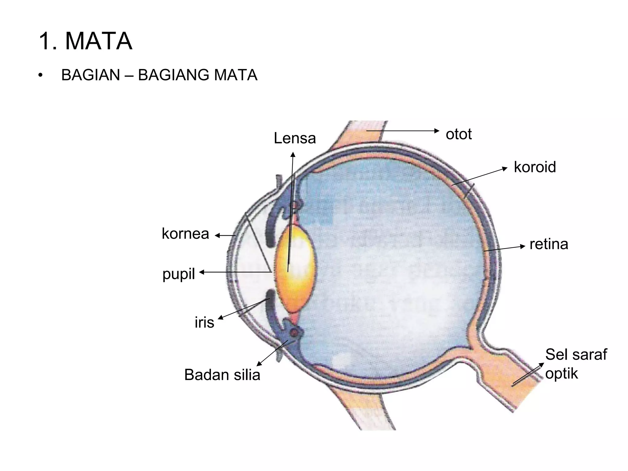 Alat alat optik | PPT