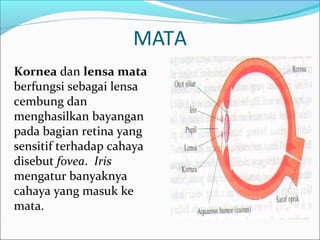 Alat alat optik | PPT